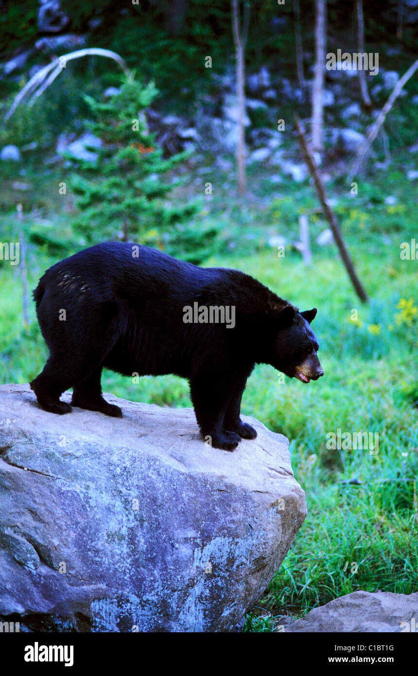 Canada, Quebec Province, black bear in La Verendrye Wildlife Reserve ...