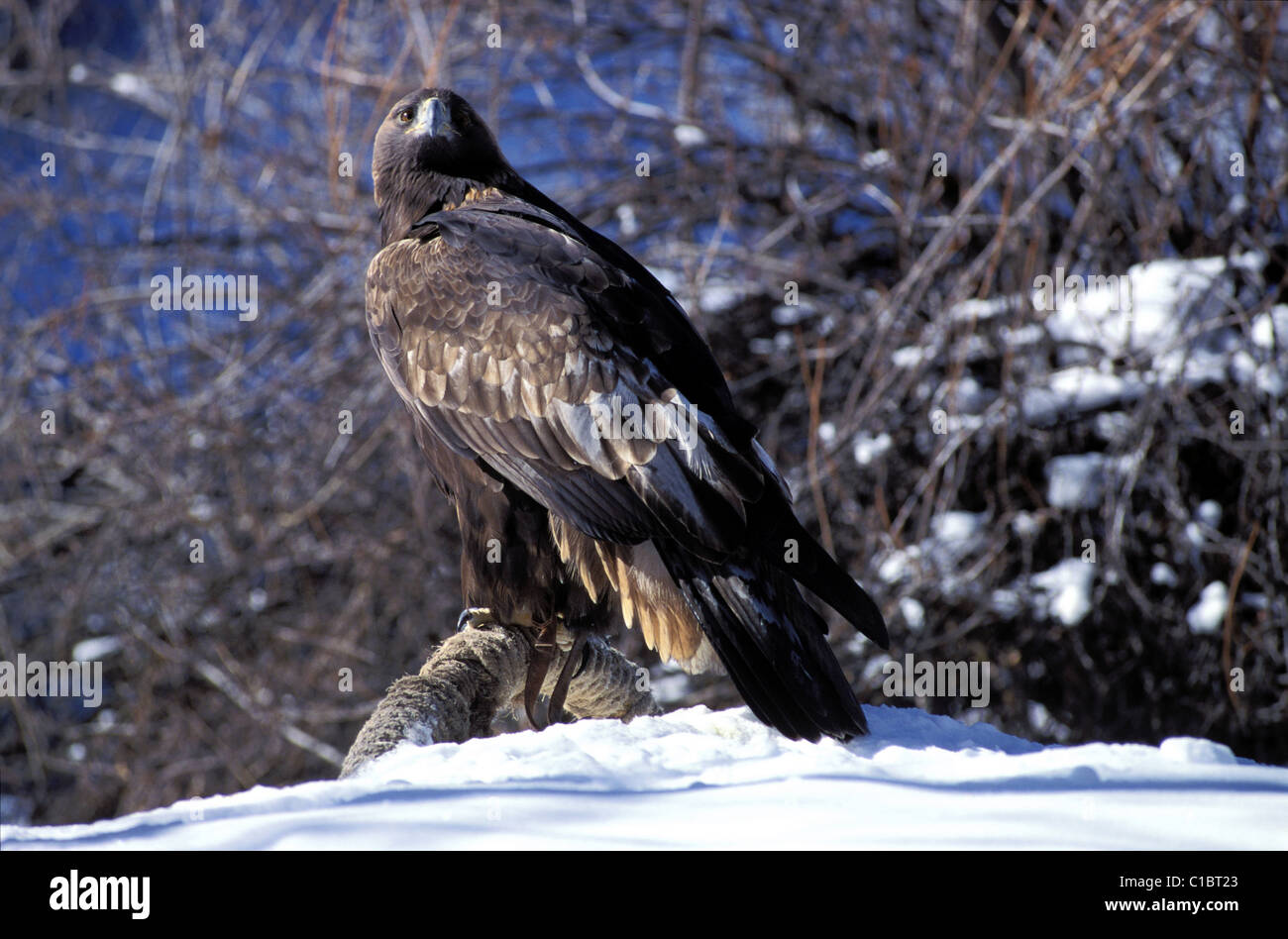 United States, Colorado, Aspen, Golden eagle Stock Photo - Alamy