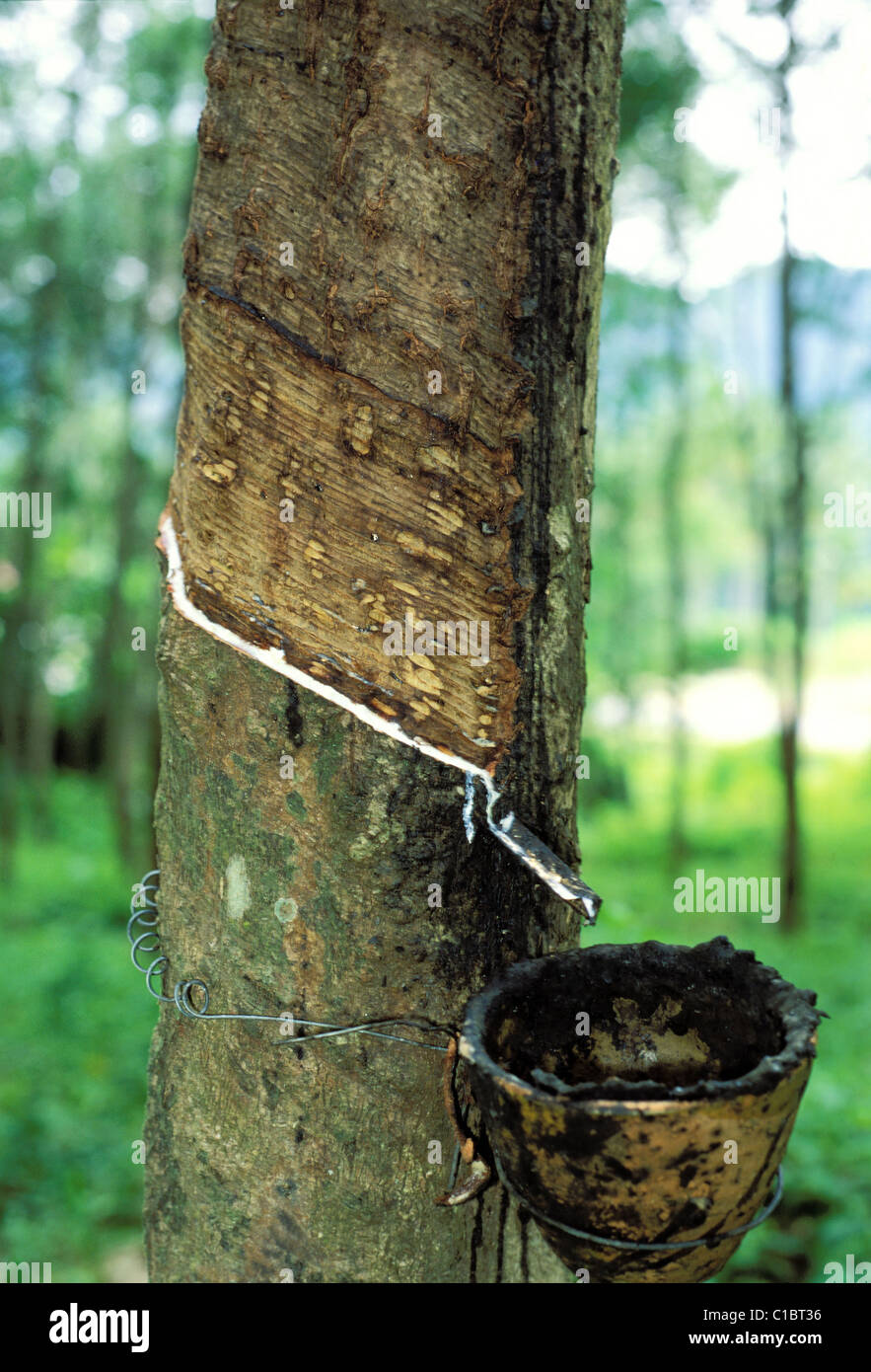 Thailand, hevea cultivation on the south coast Stock Photo - Alamy