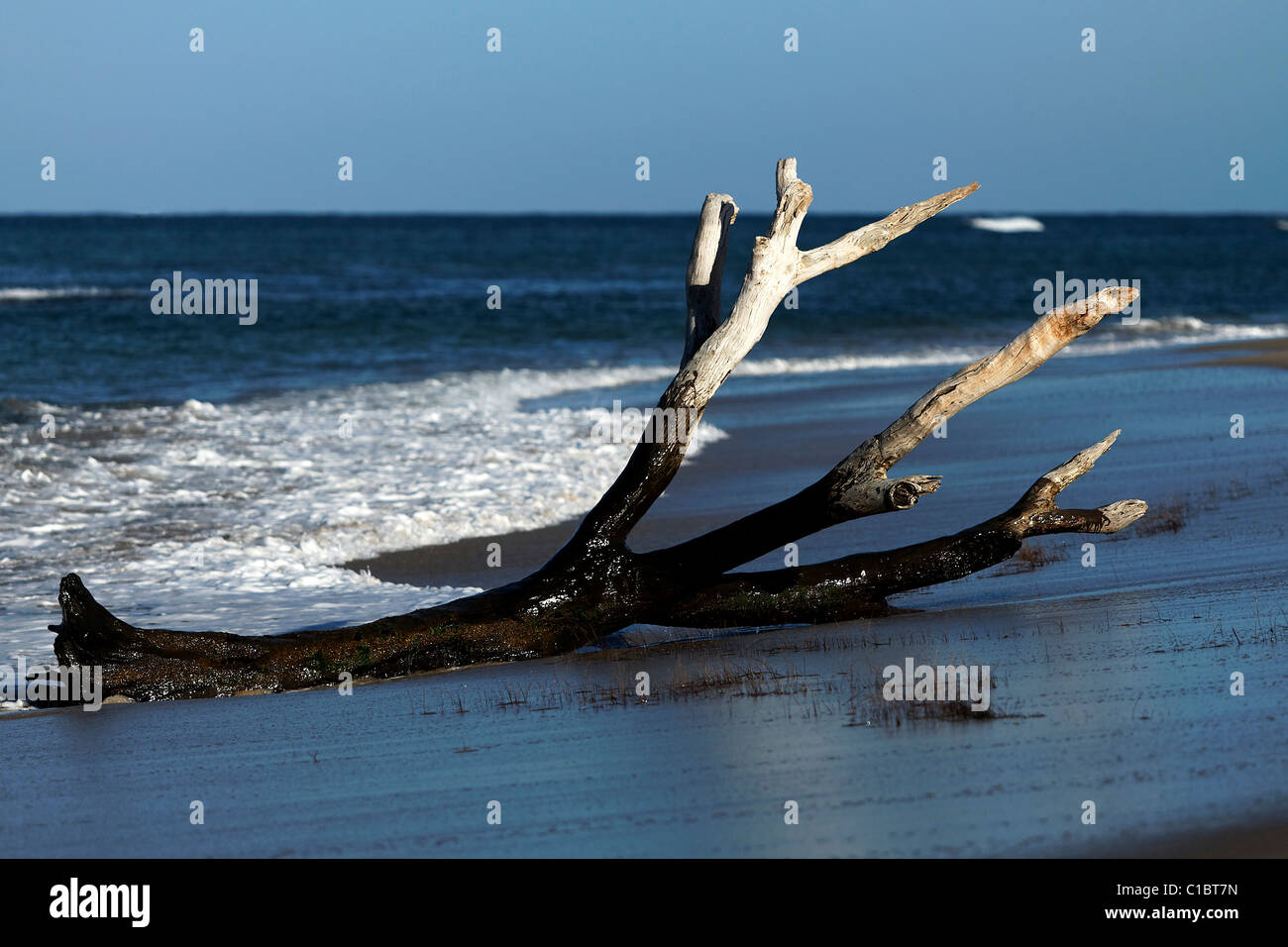 Driftwood Tree on Beach ,Western Australia Stock Photo - Alamy