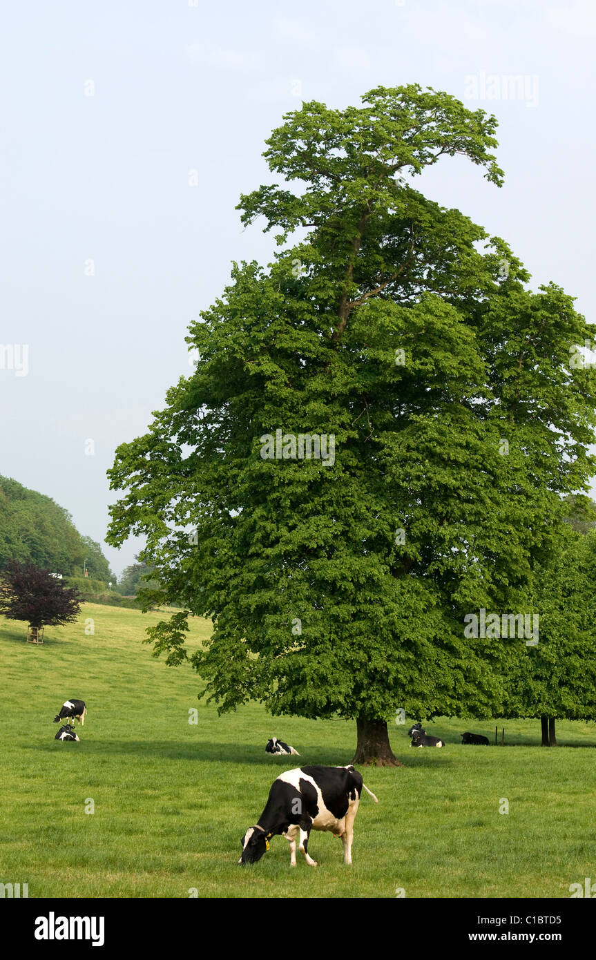 England cows hi-res stock photography and images - Alamy