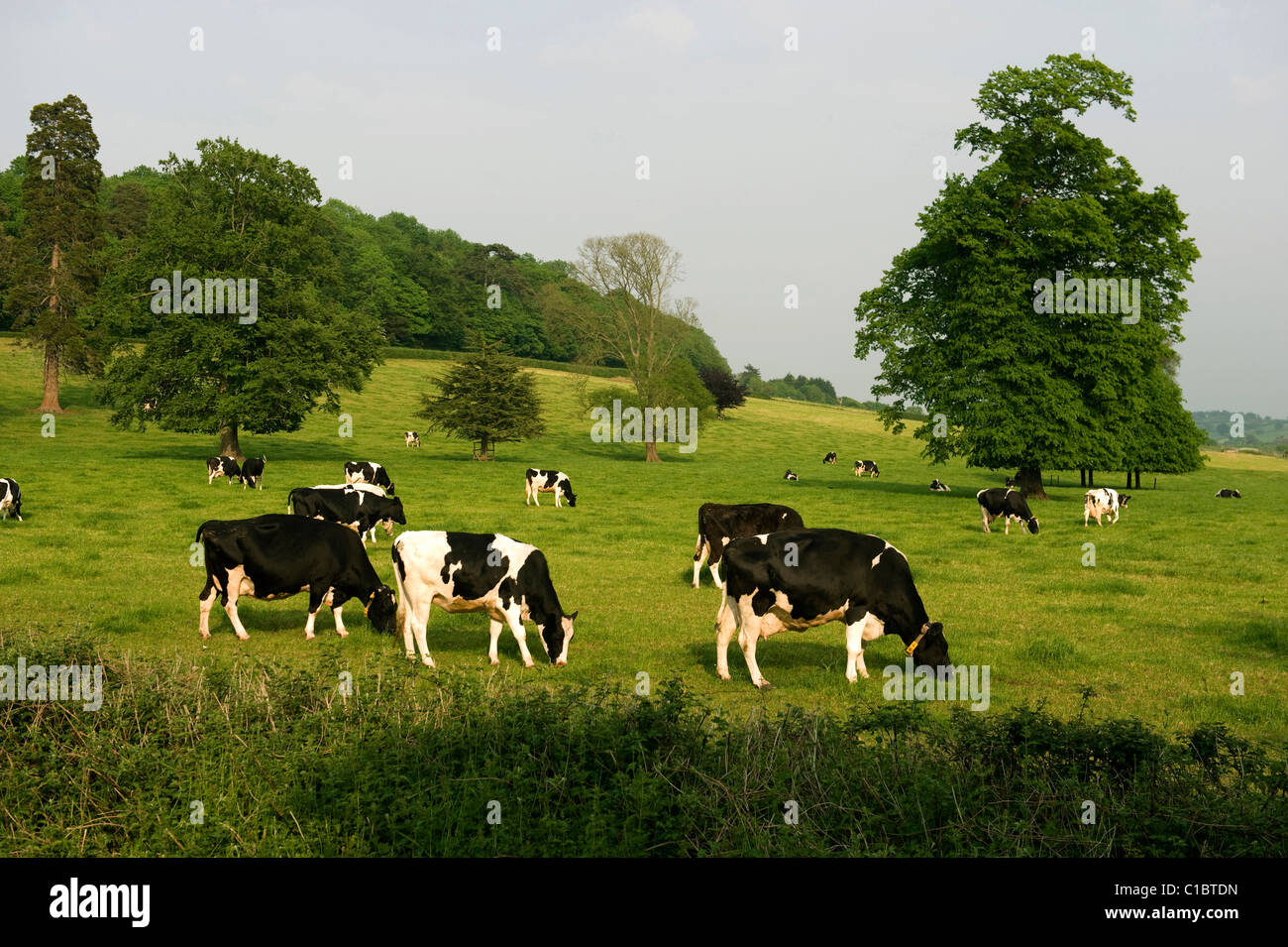 England cows hi-res stock photography and images - Alamy