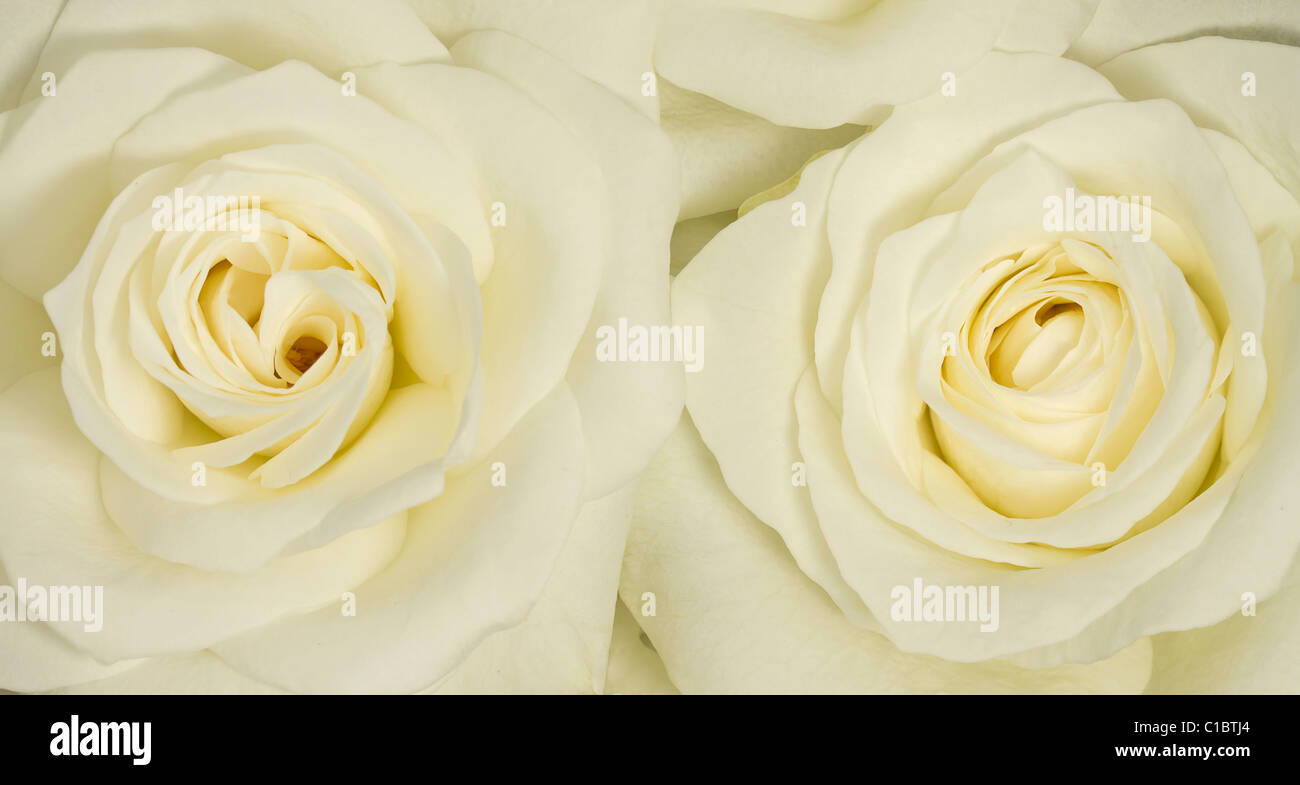 Two cream roses Stock Photo - Alamy