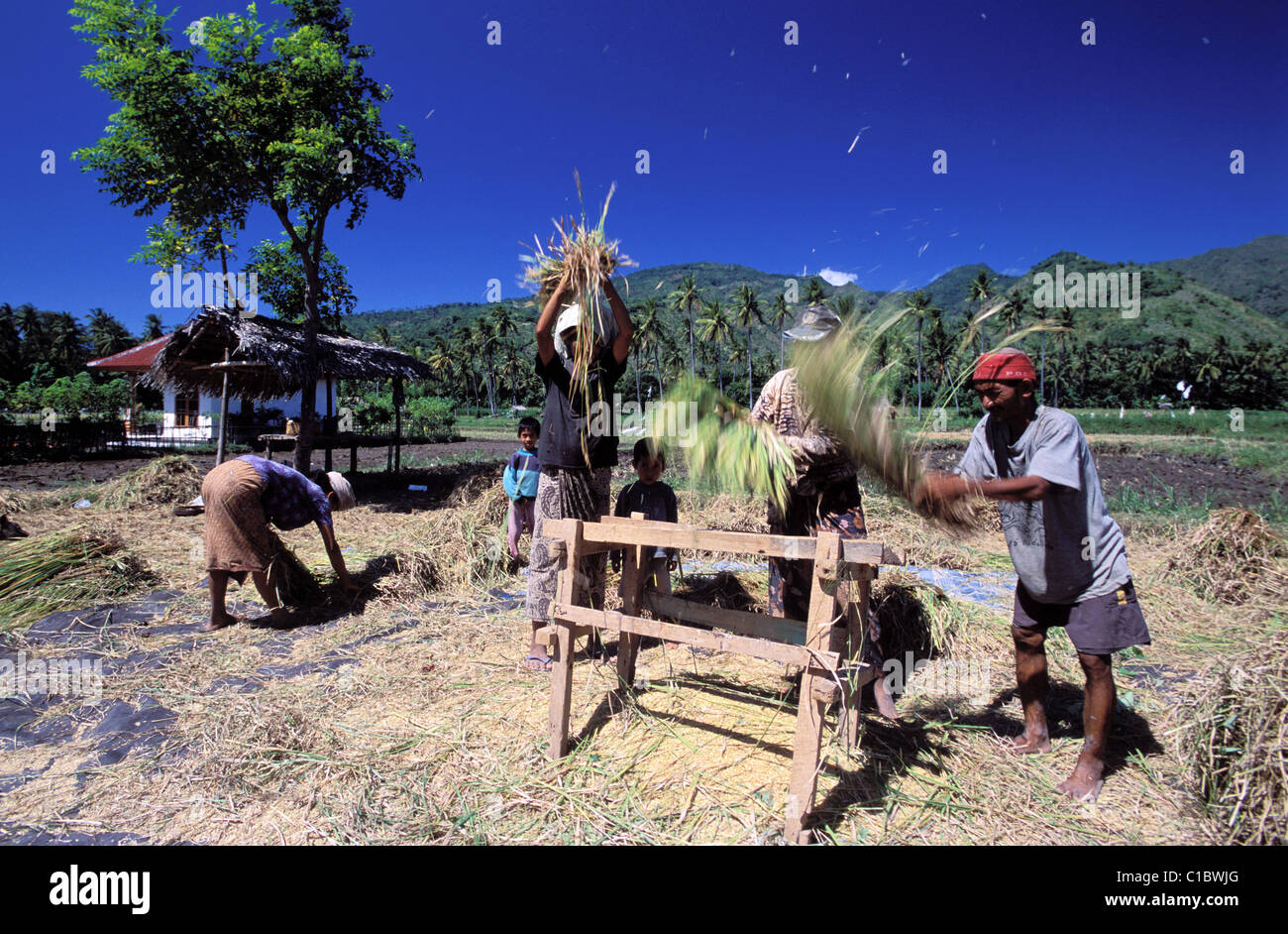 Indonesia, Bali, rice threshing Stock Photo - Alamy
