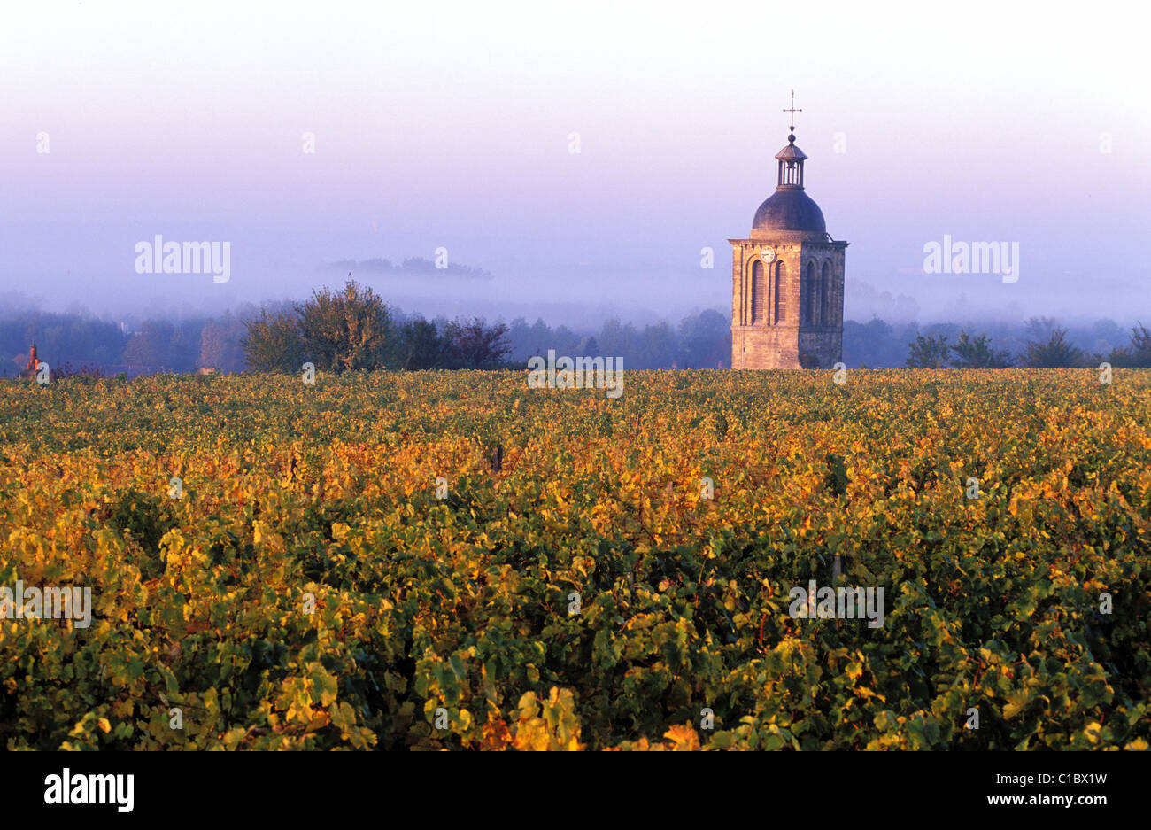 France Indre et Loire the vineyard of Vouvray in the touraine region in ...