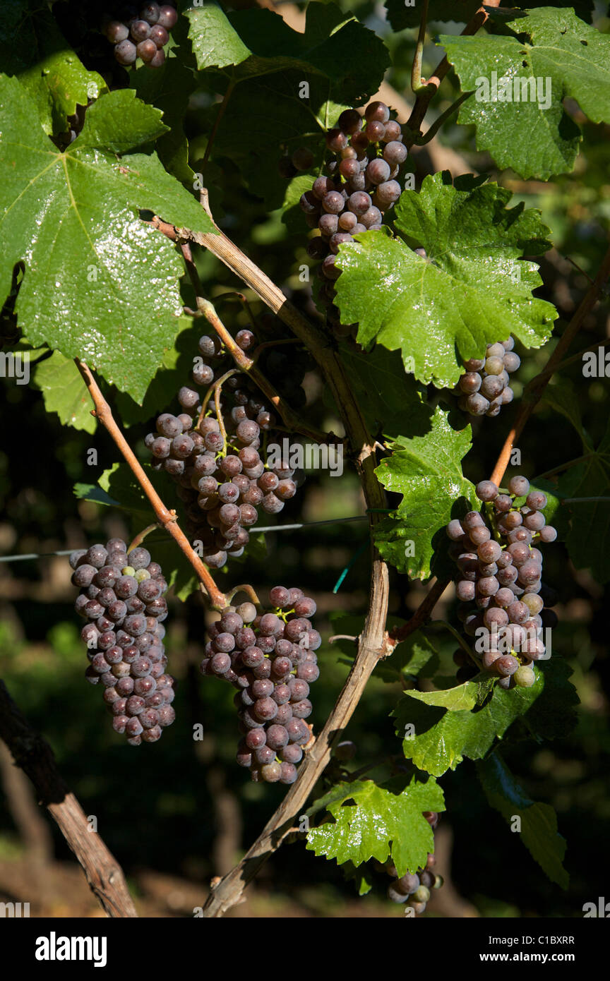 Pinot grigio grape, Trentino, Italy, Europe Stock Photo - Alamy