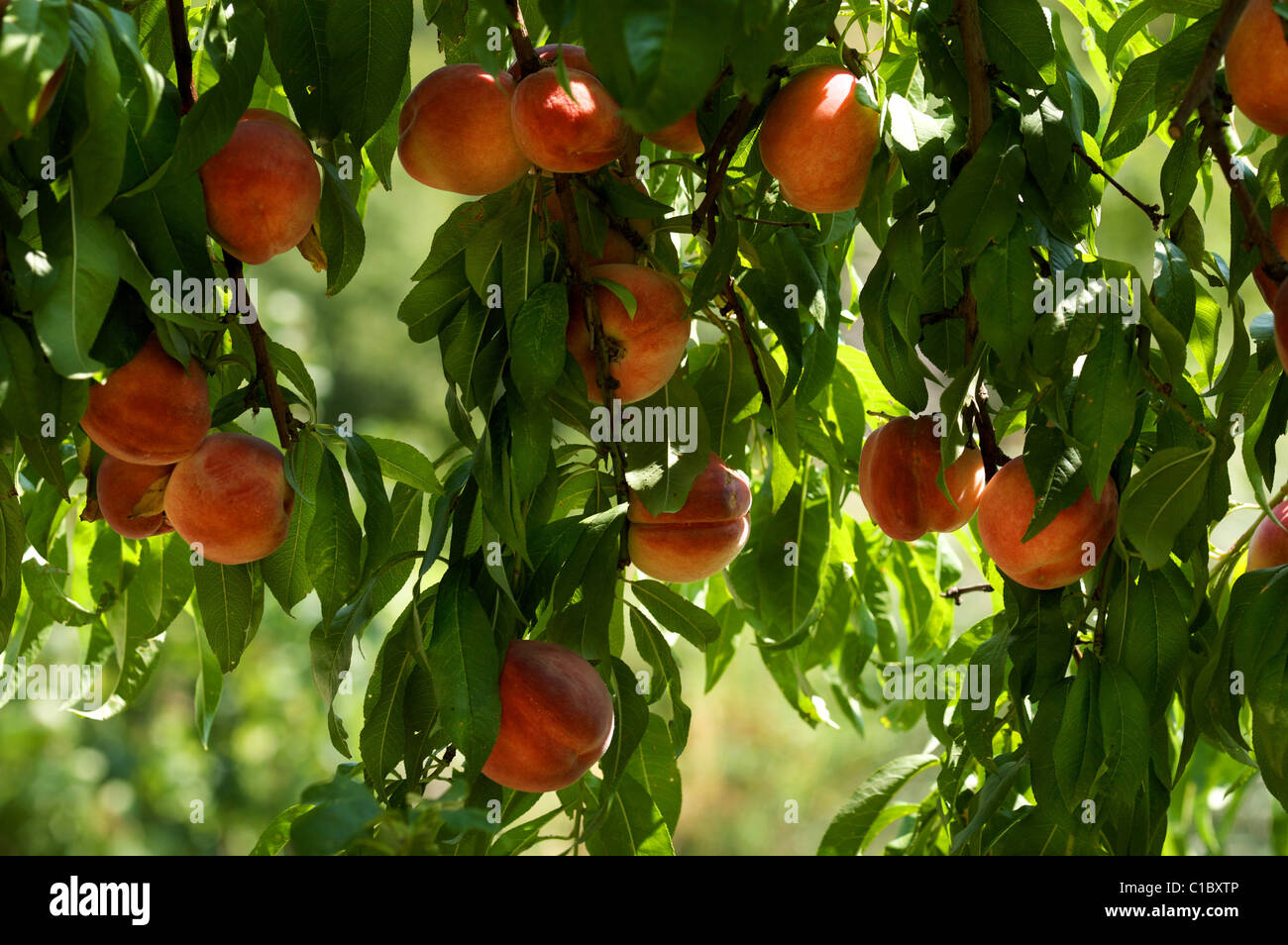 Peach tree, Trentino Alto Adige, Italy, Europe Stock Photo - Alamy