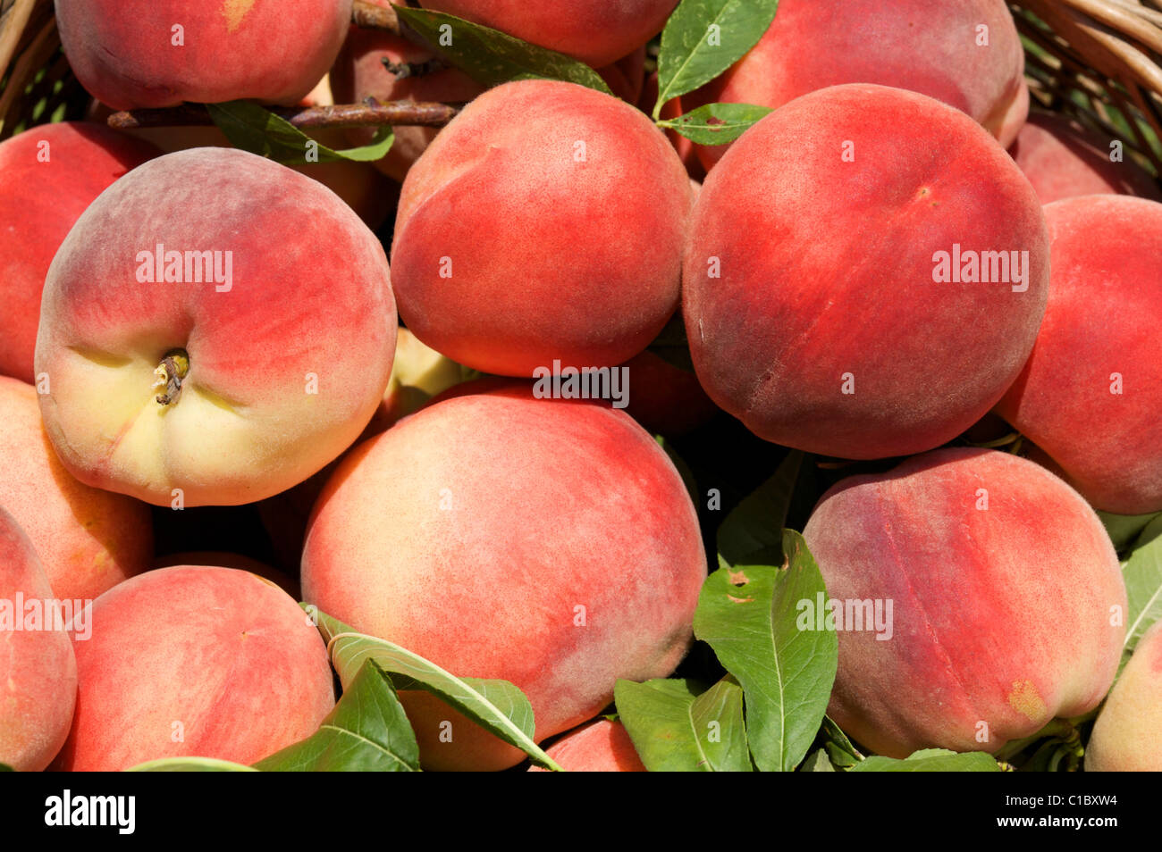 Peach fruits, Trentino Alto Adige, Italy, Europe Stock Photo - Alamy