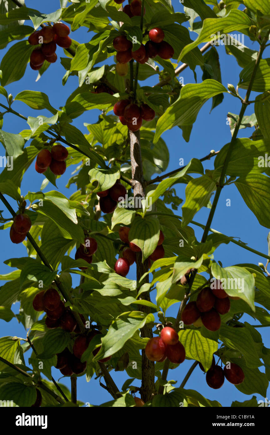 Cornel plant, Trentino Alto Adige, Italy, Europe Stock Photo - Alamy