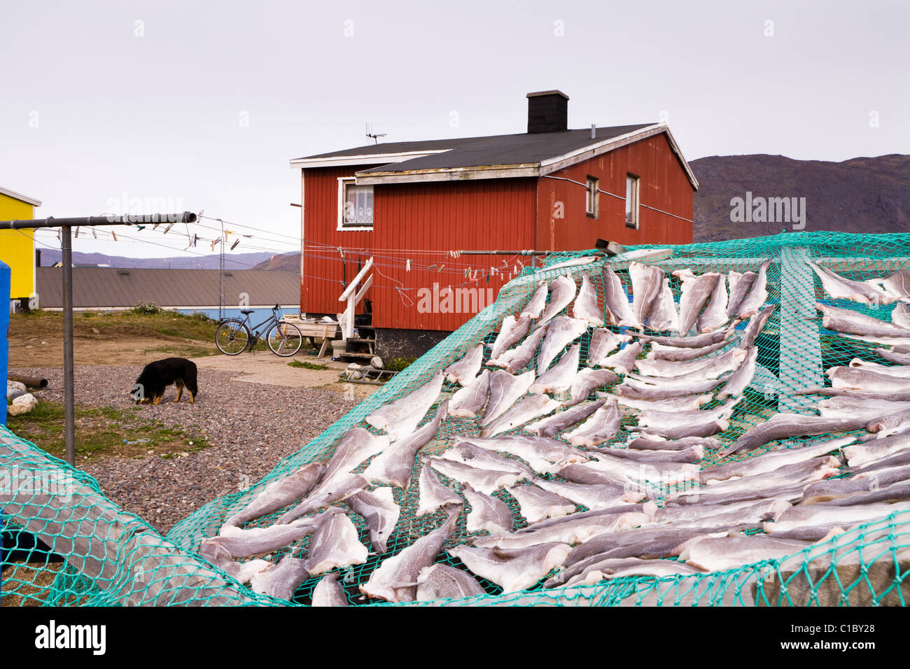 Drying greenland hi-res stock photography and images - Alamy