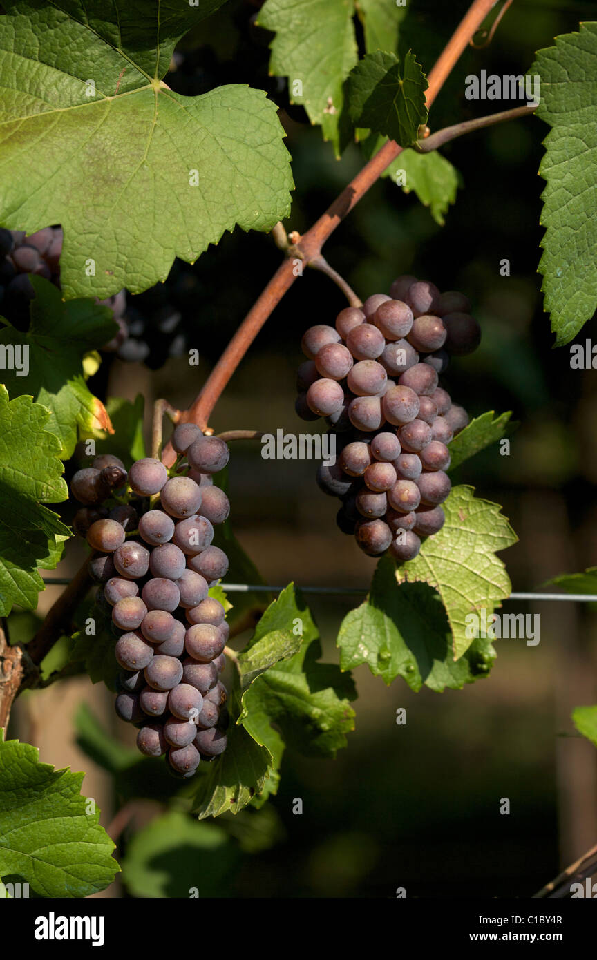 Pinot grigio grape, Trentino, Italy, Europe Stock Photo - Alamy
