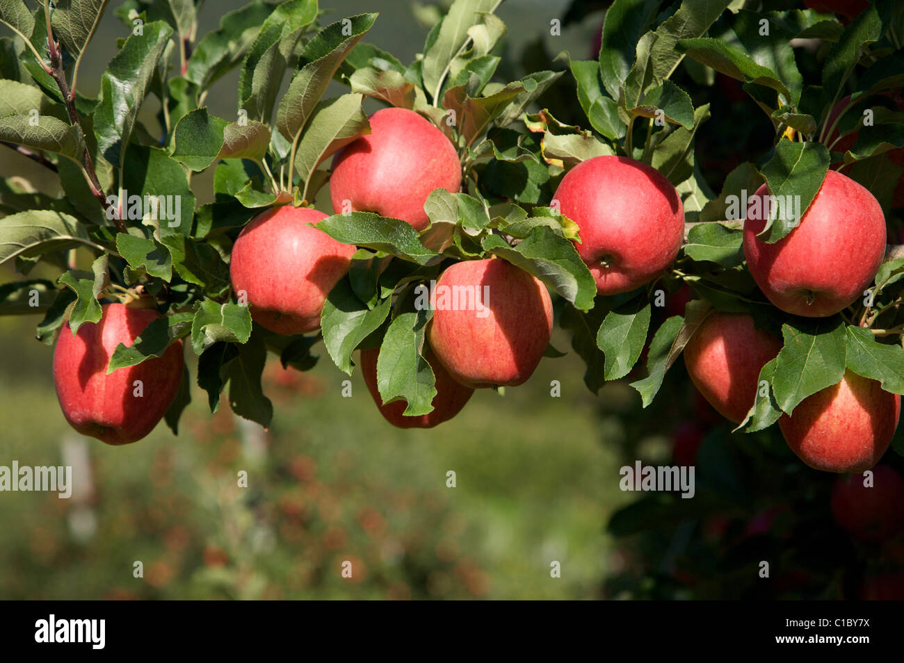 Apple stark hi-res stock photography and images - Alamy