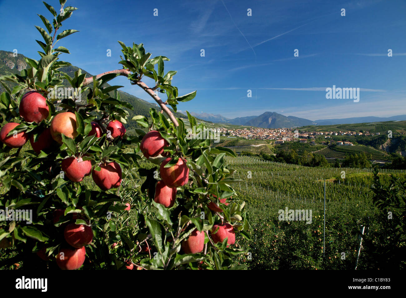 Apple stark hi-res stock photography and images - Alamy