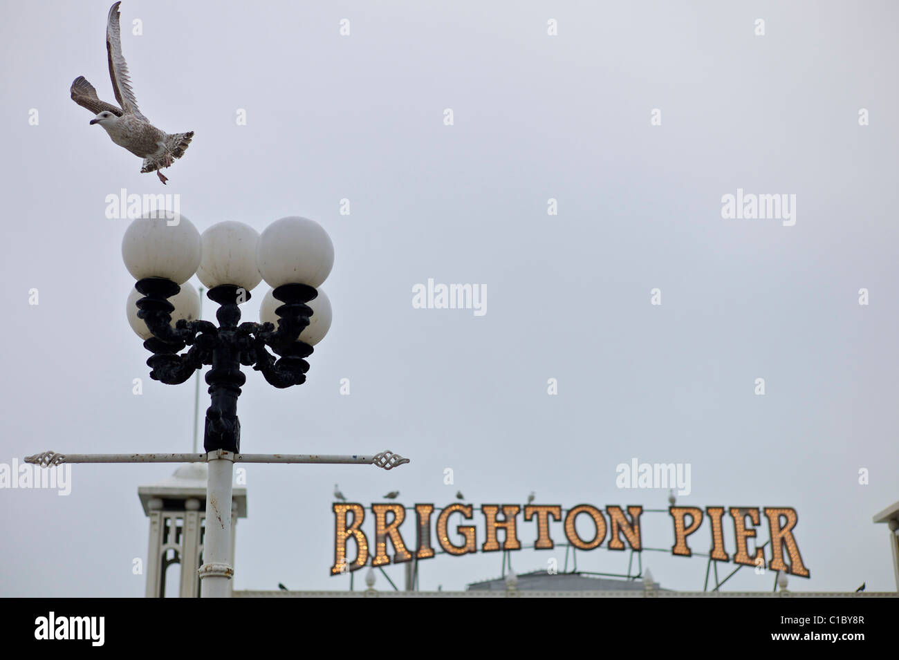 Seagull taking flight on Brighton Pier Stock Photo - Alamy