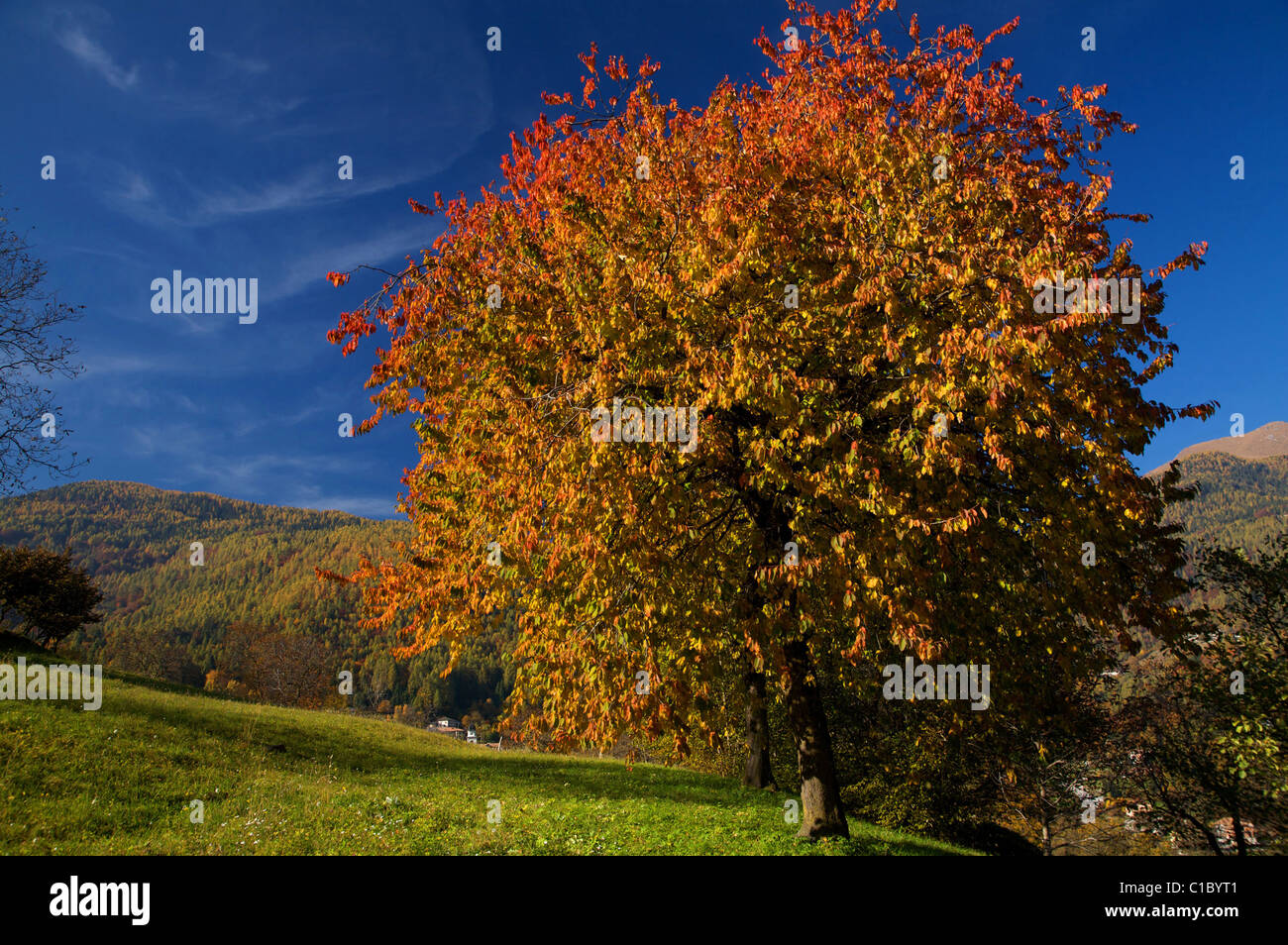 Wild Cherry tree,Trentino Alto Adige, Italy, Europe Stock Photo - Alamy