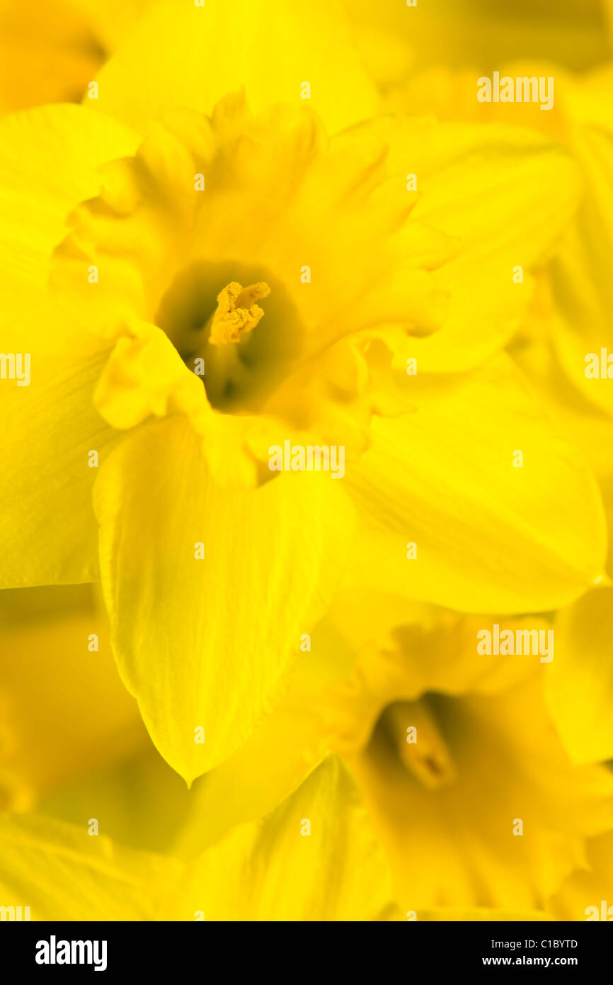 Yellow - Daffodils in Spring Stock Photo - Alamy