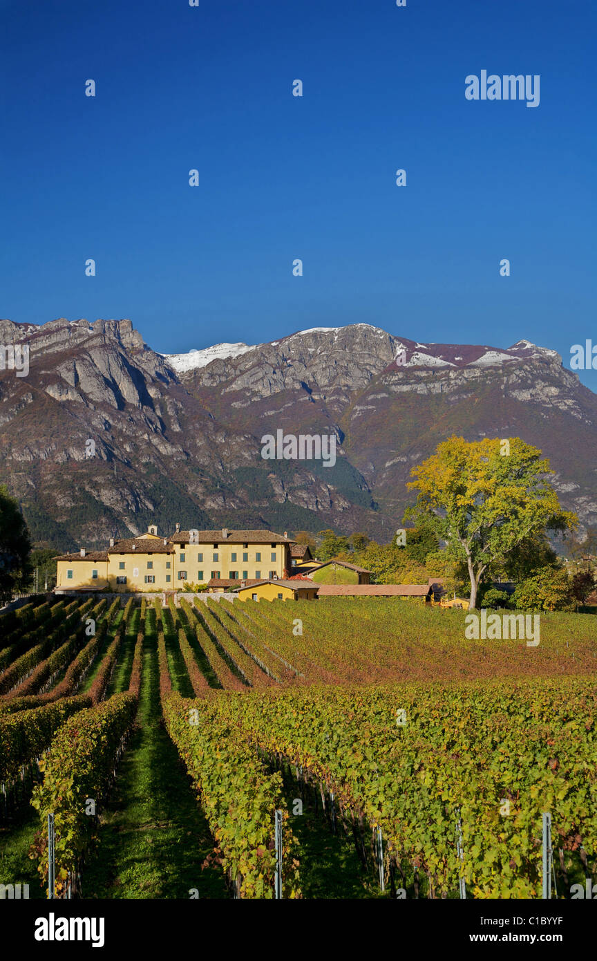 Borghetto vineyard hi-res stock photography and images - Alamy