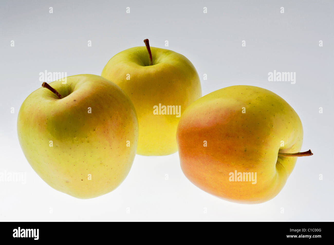Golden Delicious apples cultivars , Trentino Alto Adige, Italy, Europe ...