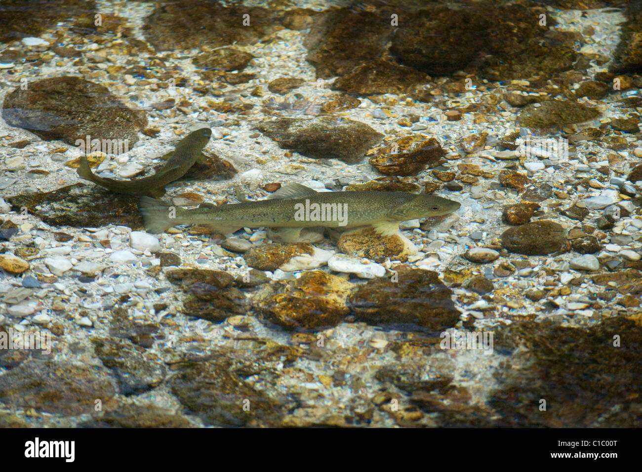 Marble trout, Trentino Alto Adige, Italy, Europe Stock Photo - Alamy