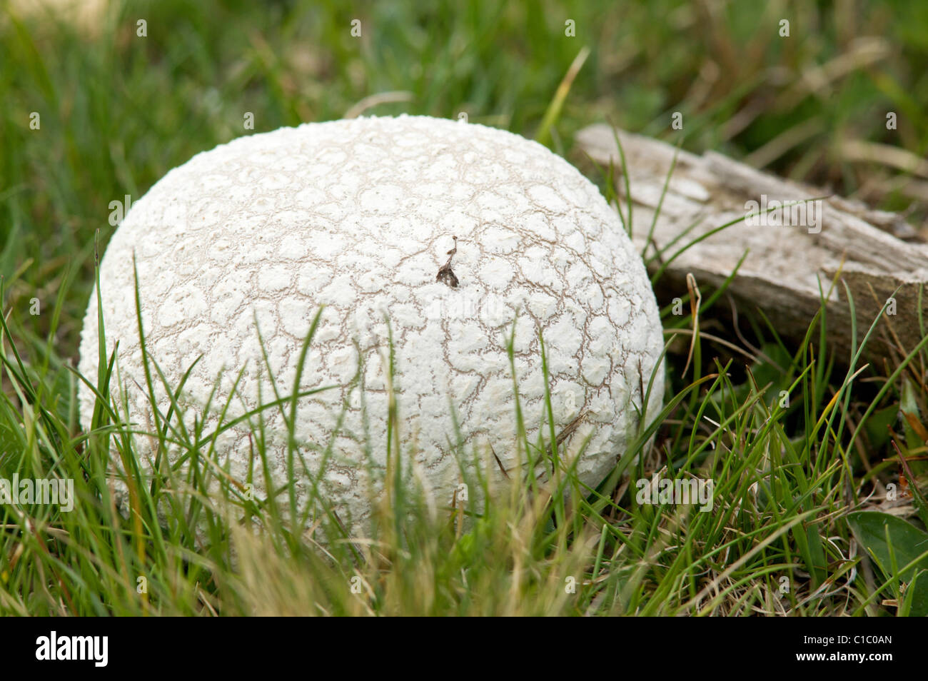 Vescia hi-res stock photography and images - Alamy