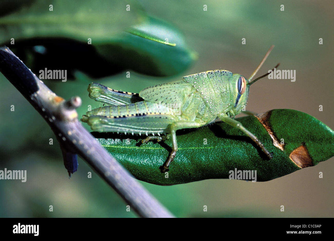 Grasshopper of europe hi-res stock photography and images - Alamy
