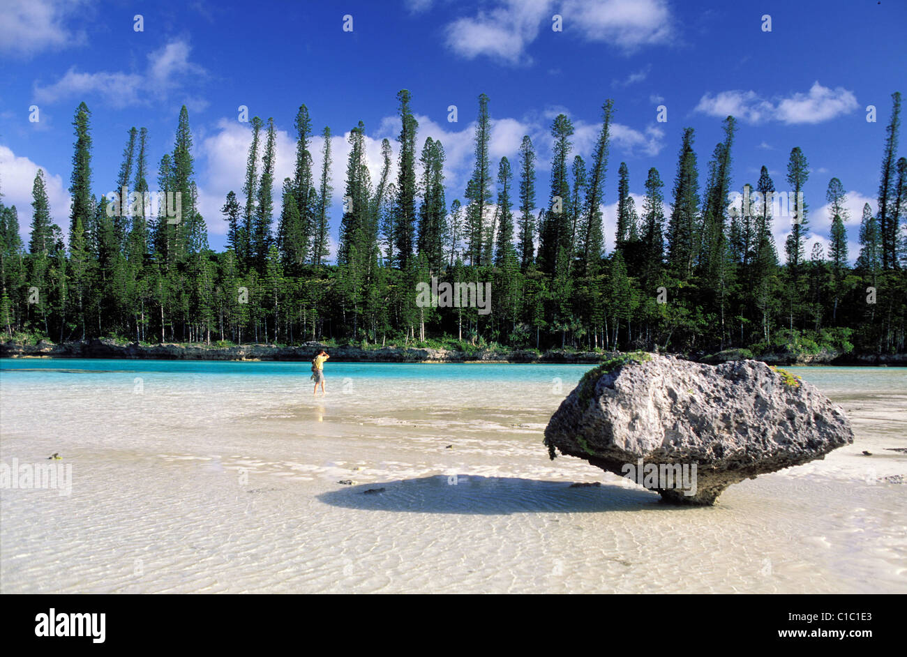 New caledonia pine hi-res stock photography and images - Alamy