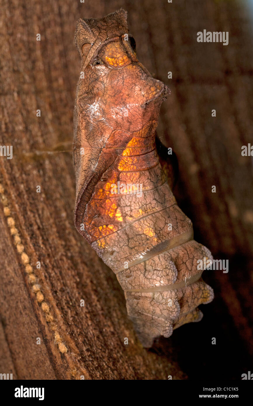 Pipevine swallowtail chrysalis (Battus philenor Stock Photo - Alamy