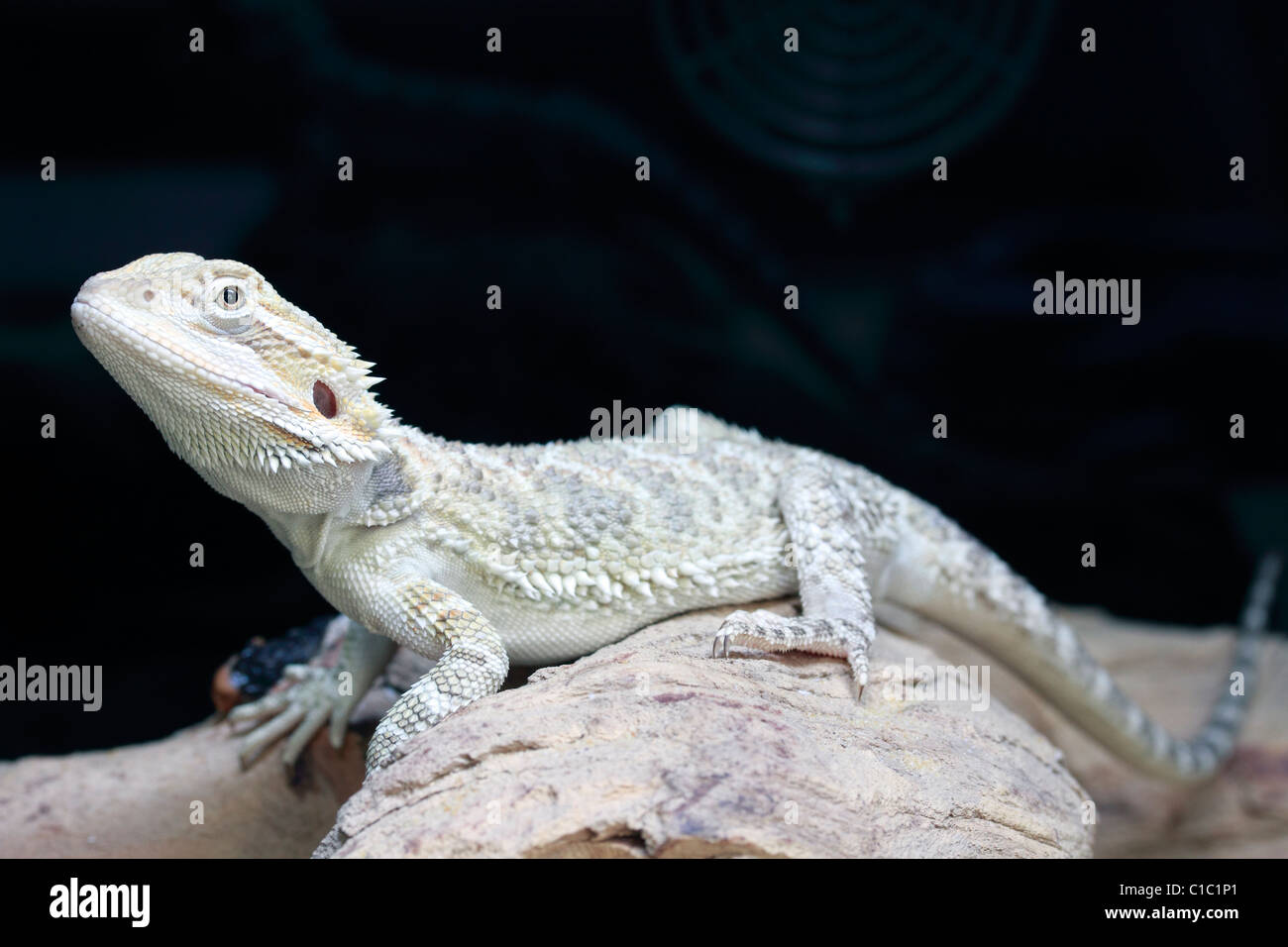 Bearded Dragon, Pogona vitticeps, the Central (or Inland) Bearded ...