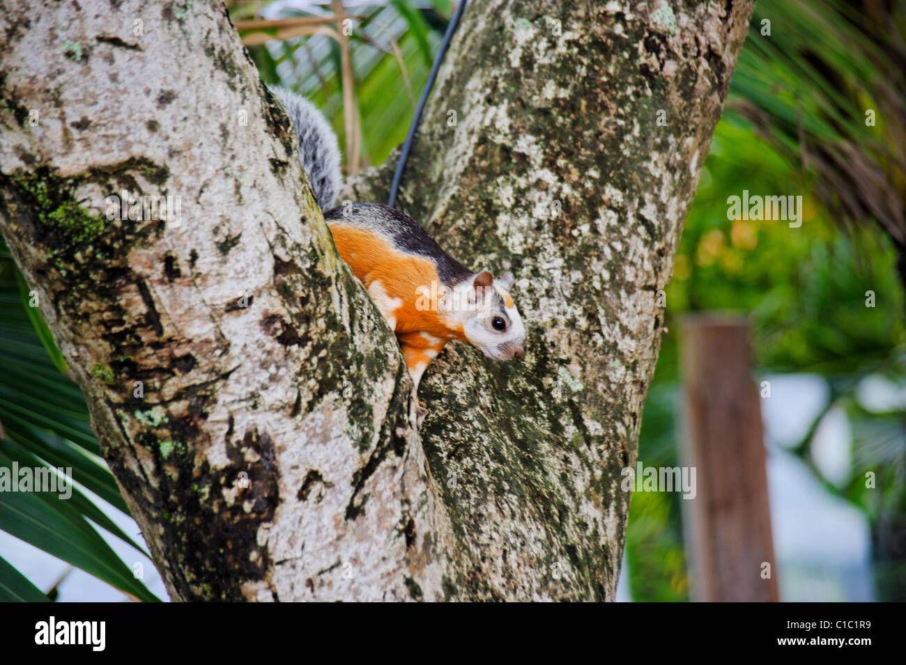 Squirrel, Tamarindo, Republic of Costa Rica, Central America Stock ...