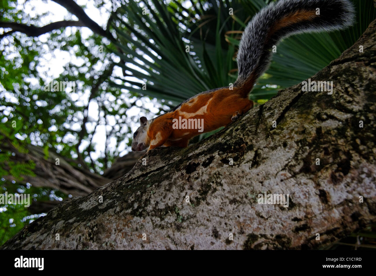 Squirrel, Tamarindo, Republic of Costa Rica, Central America Stock ...