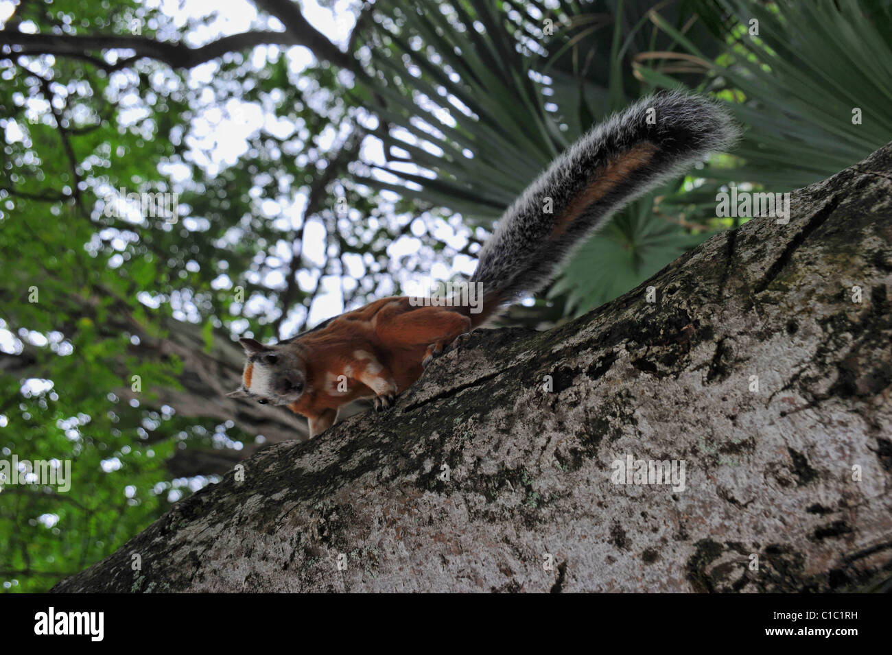 Squirrel, Tamarindo, Republic of Costa Rica, Central America Stock ...