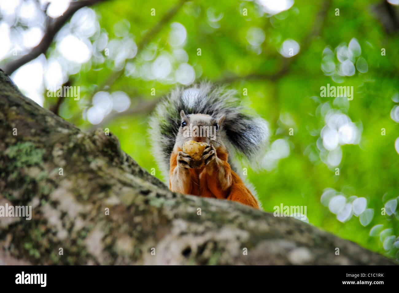 Squirrel, Tamarindo, Republic of Costa Rica, Central America Stock ...