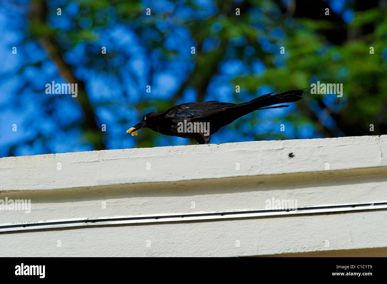 Crow, Tamarindo, Republic of Costa Rica, Central America Stock Photo ...