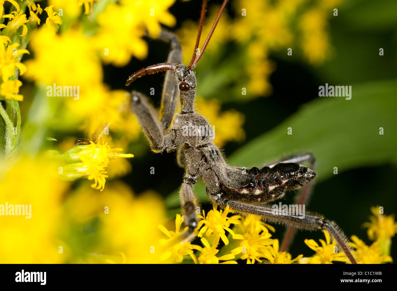Wheel bug nymph (Arilus cristatus Stock Photo - Alamy