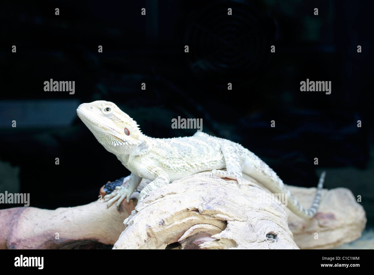 Bearded Dragon, Pogona vitticeps, the Central (or Inland) Bearded ...