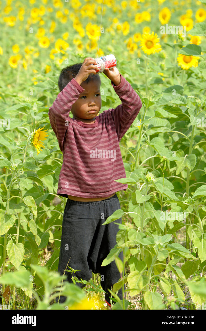 young boy flying his kite, sunflower field , sunflower fields of ...