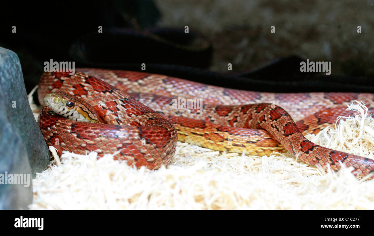 Carolina Corn Snake, Pantherophis guttatus guttatus Stock Photo - Alamy