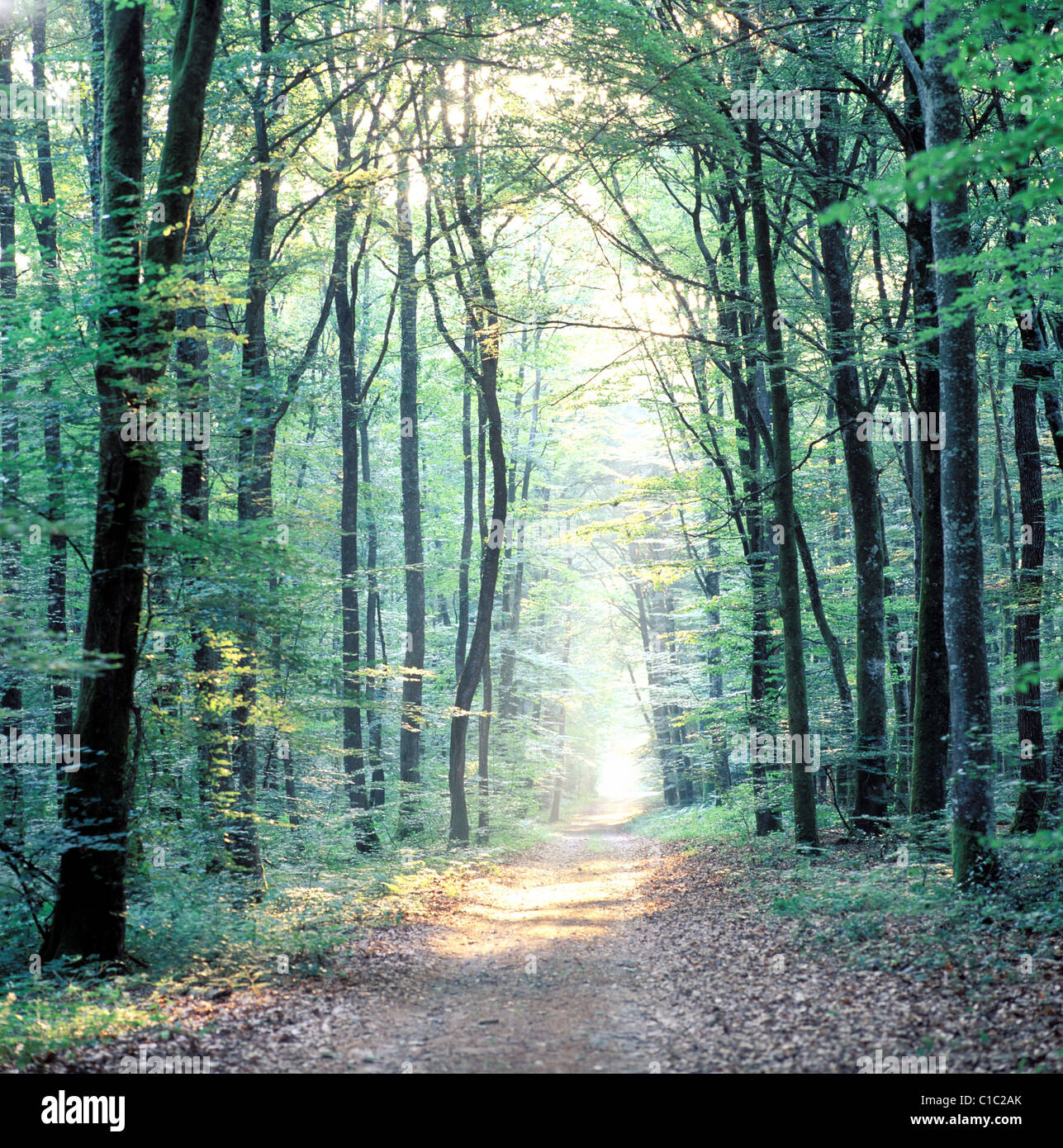 France, Allier, Tronçais forest Stock Photo - Alamy