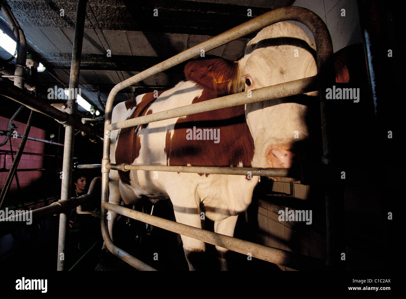 Exploitation laitiere hi-res stock photography and images - Alamy