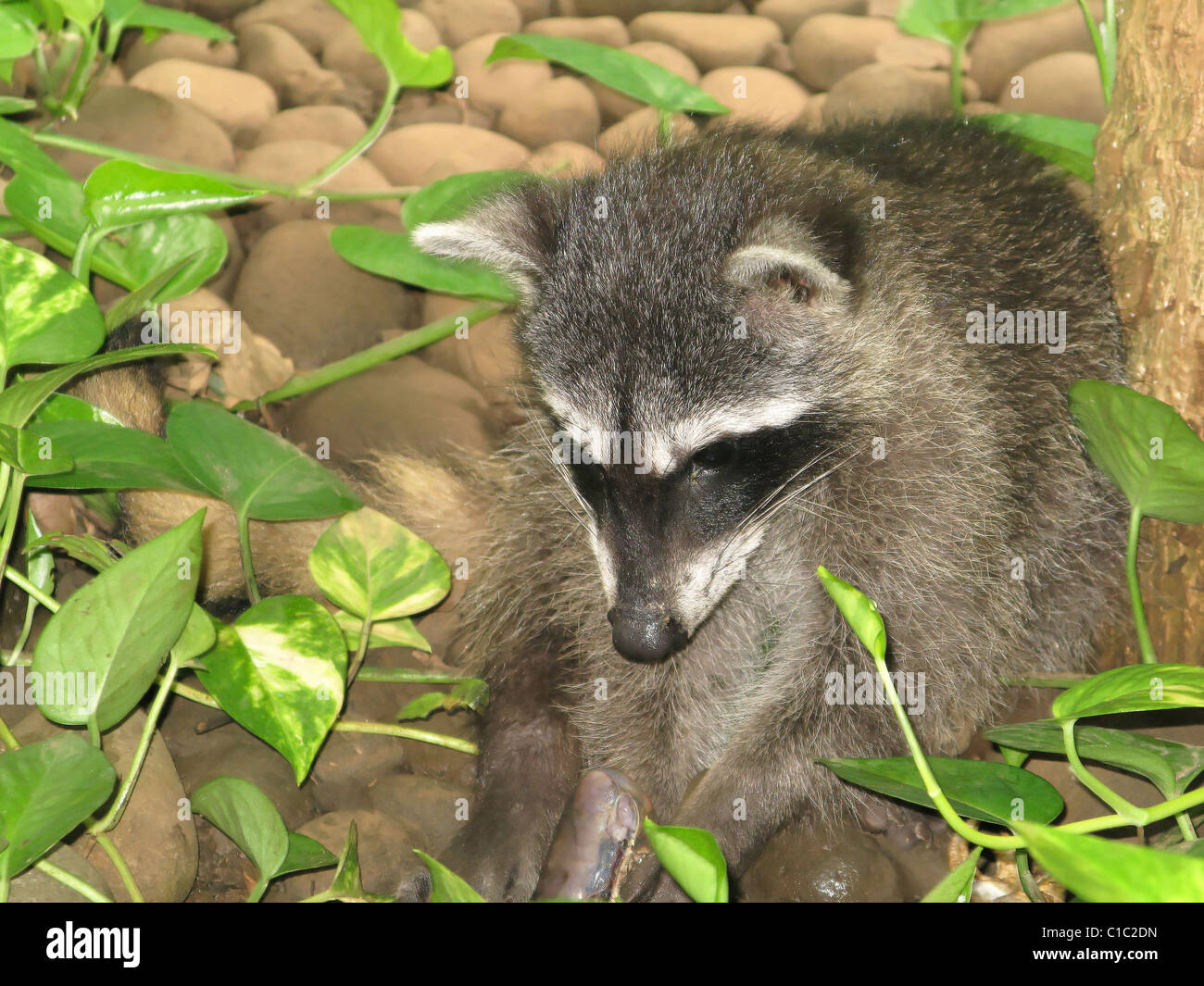 Raccoon, eating, Republic of Costa Rica, Central America Stock Photo ...