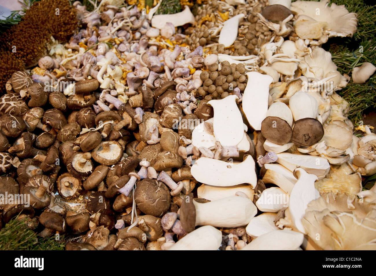 Varieties of mushrooms uk wild hi-res stock photography and images - Alamy