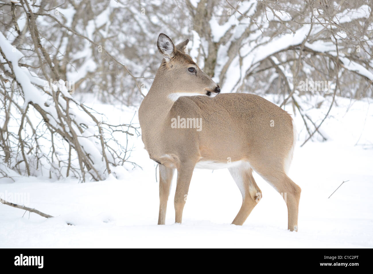 Whitetail deer snow hi-res stock photography and images - Alamy