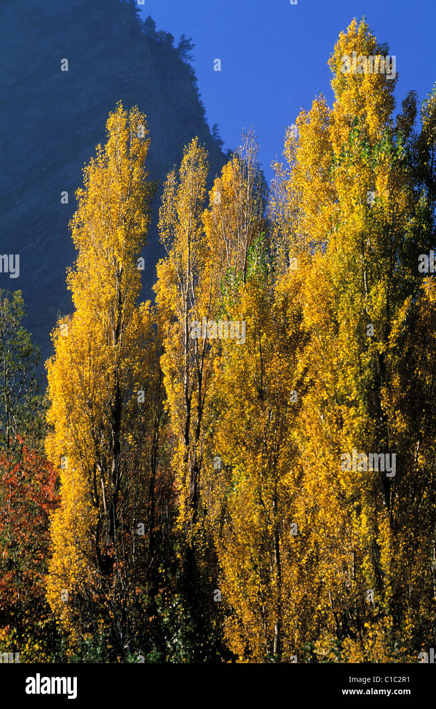 Poplar trees and france hi-res stock photography and images - Alamy