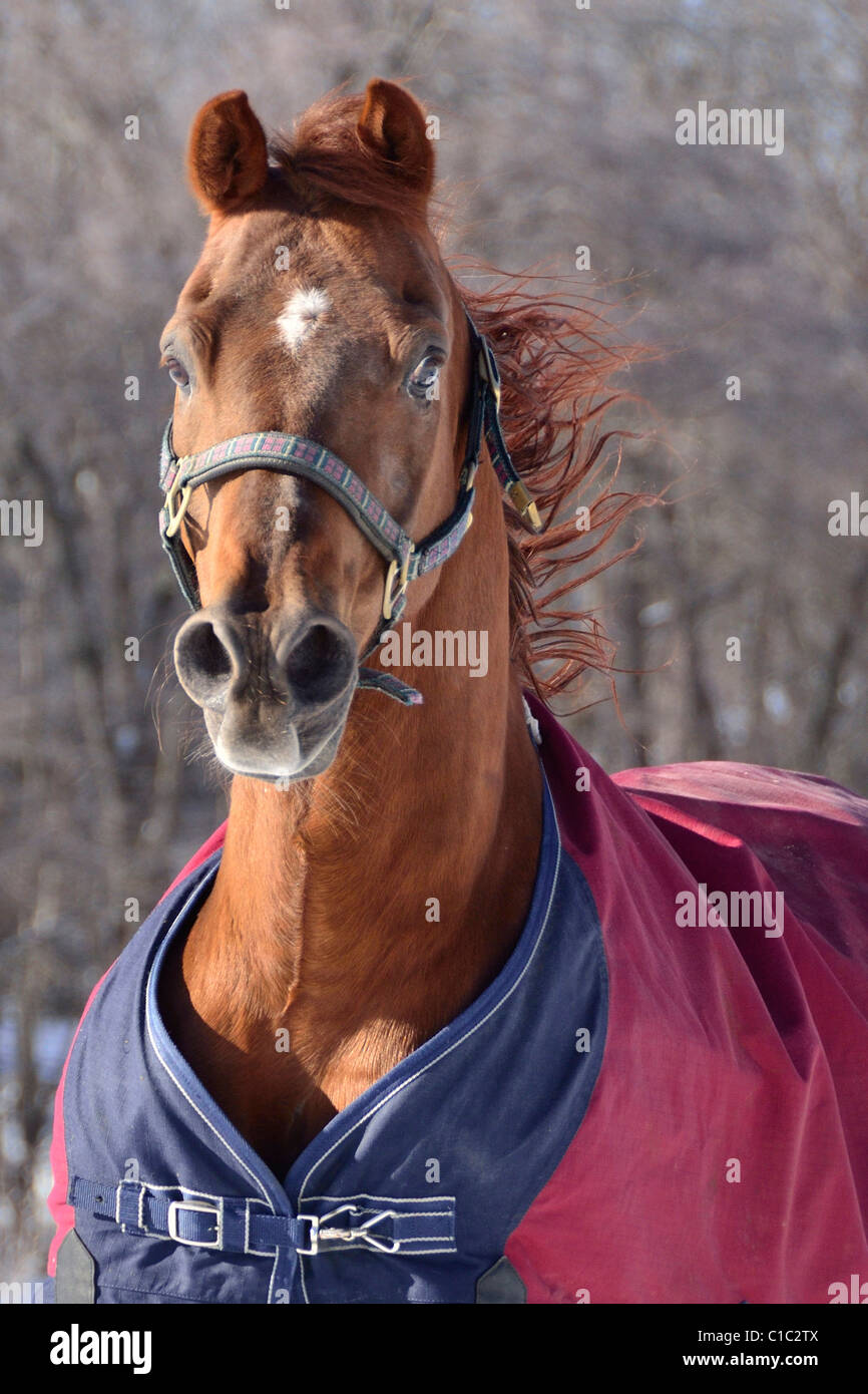 Morgan gelding hi-res stock photography and images - Alamy