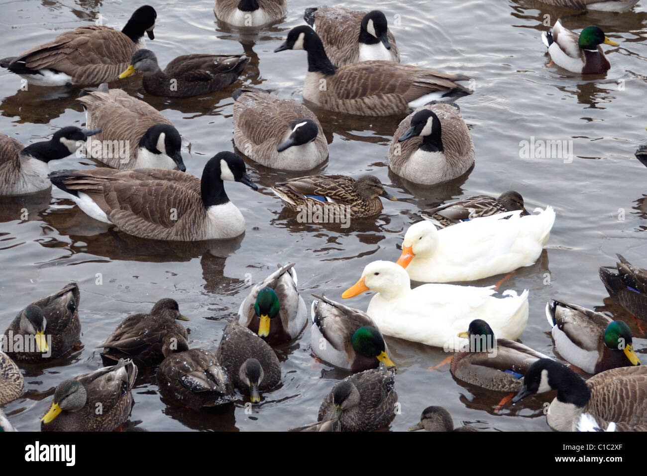 Ducks and geese paddling in lake Stock Photo - Alamy