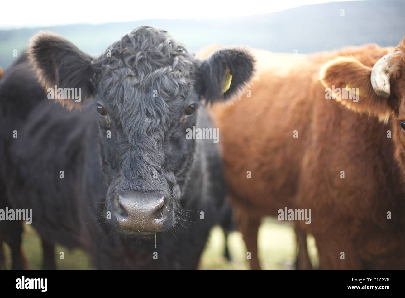 Ginger cows hi-res stock photography and images - Alamy