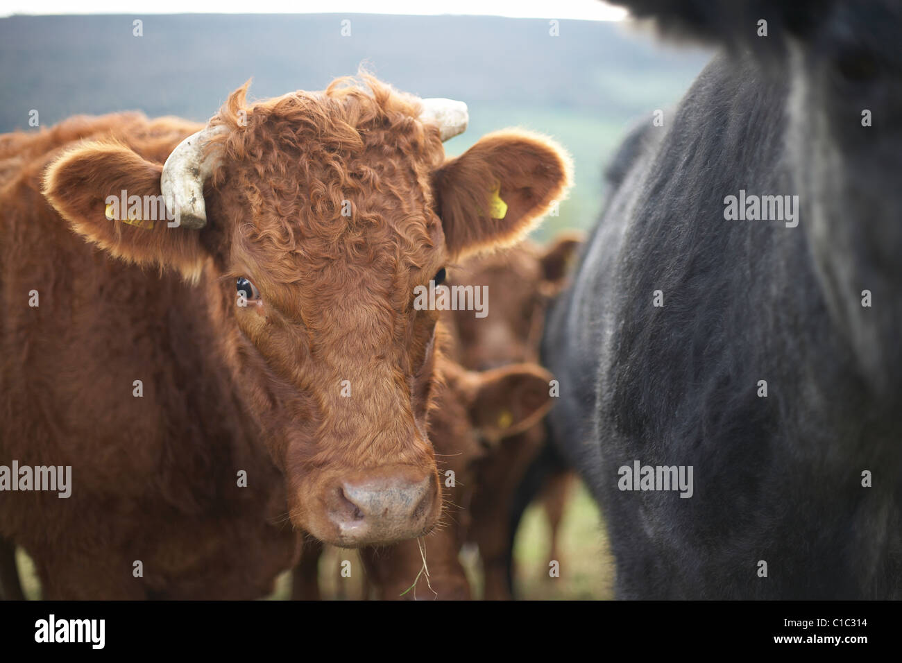 Ginger cows hi-res stock photography and images - Alamy