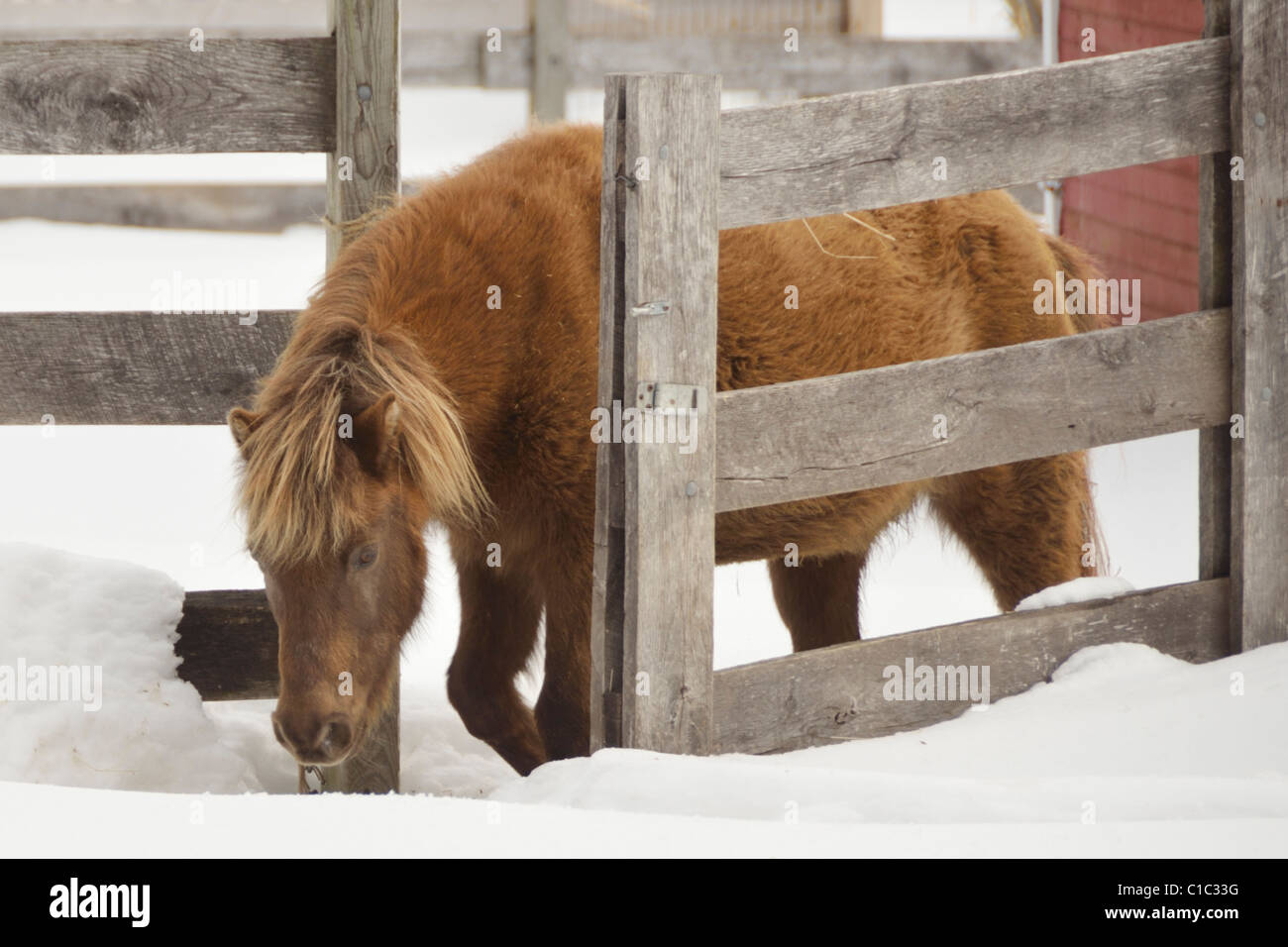 Pony gate hi-res stock photography and images - Alamy