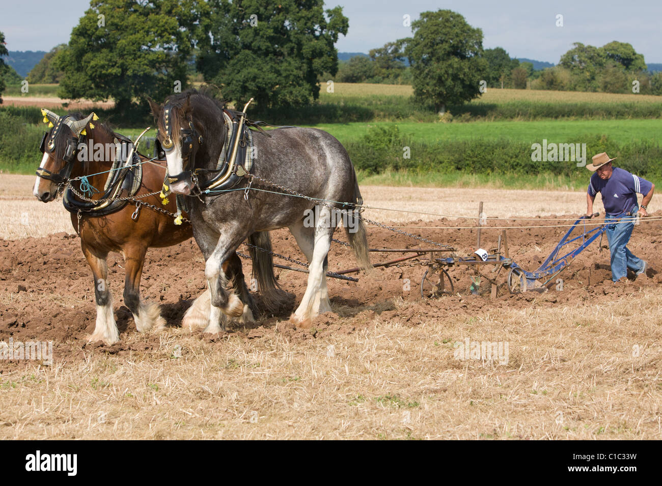 Horse Ploughing at North Somerset Plouhing Match Stock Photo - Alamy