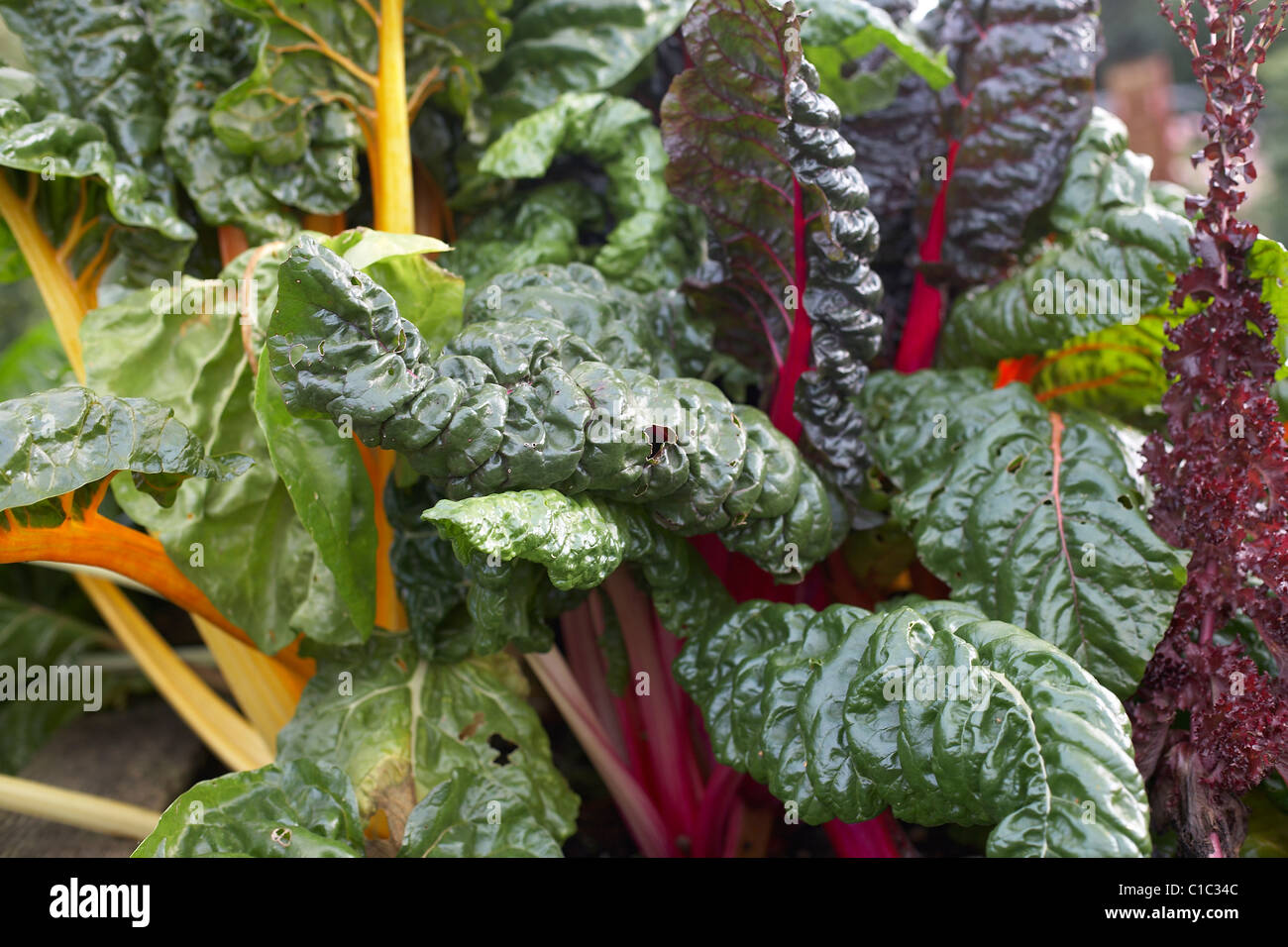 Rhubarb purple hi-res stock photography and images - Alamy